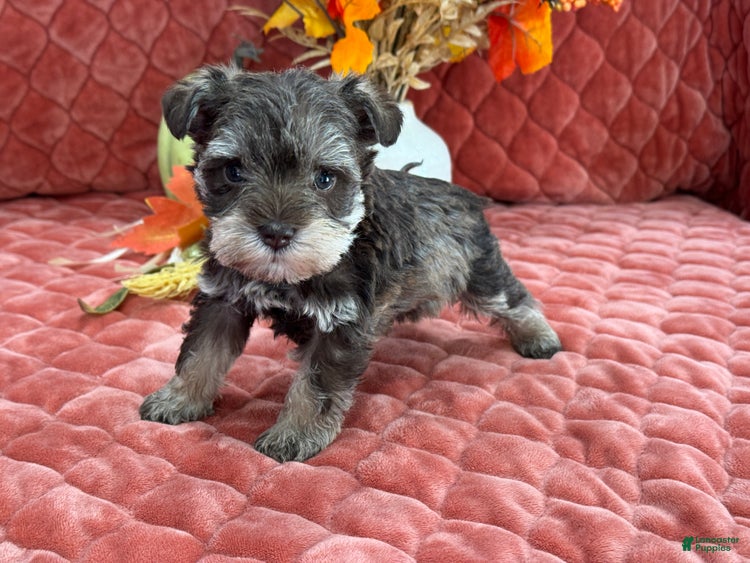 Miracle Female 1 Light LIver and Tan Mega Coat AKC for sale in Pageland ...