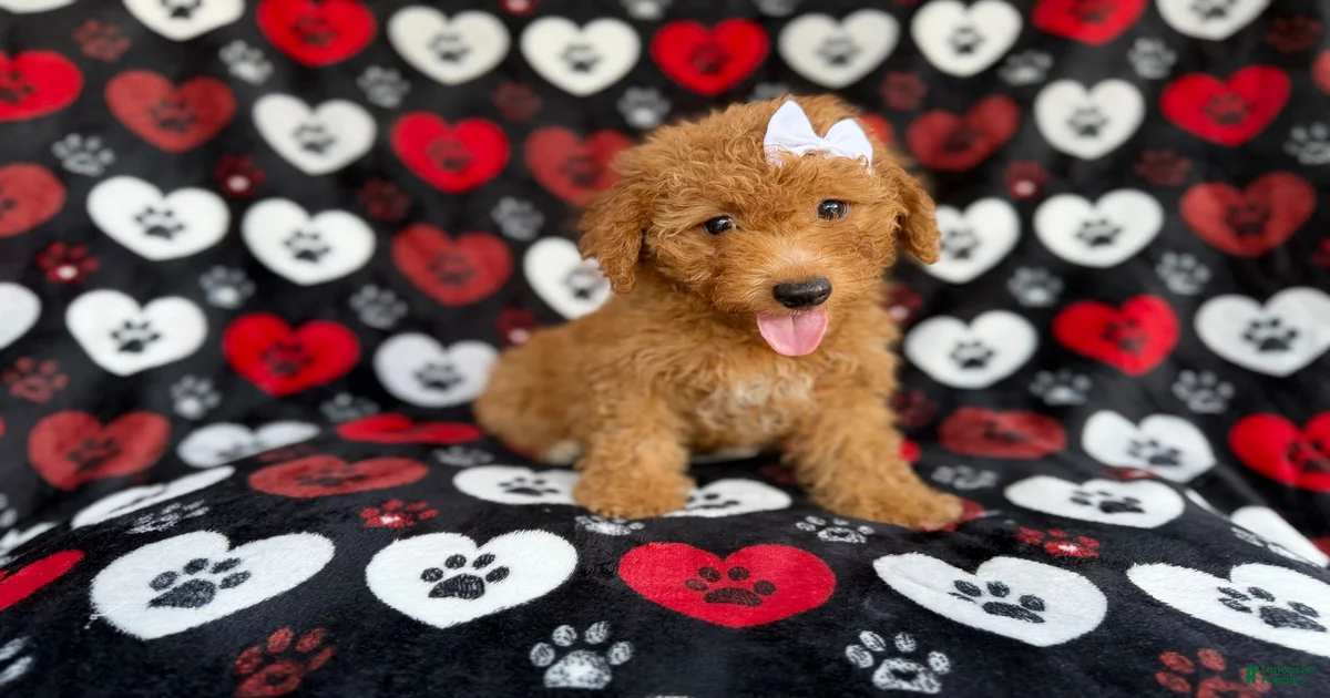 Mini Aussiedoodle Puppies for sale in Melbourne, Florida | Lancaster ...
