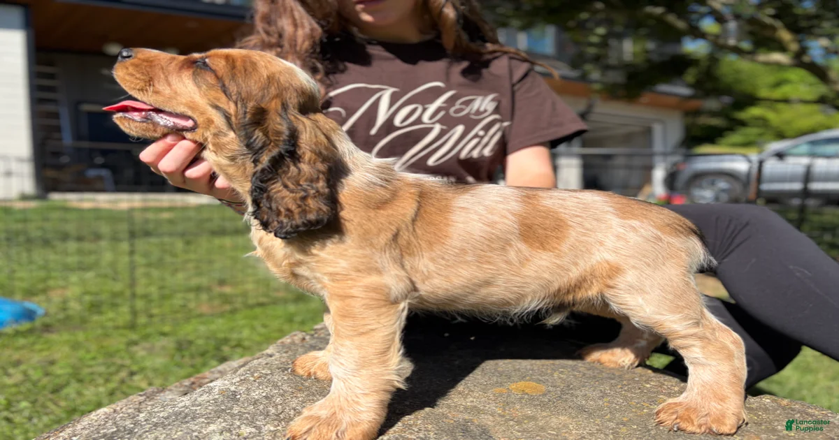 Cloyd English Springer Spaniel for sale in Robesonia | Lancaster Puppies