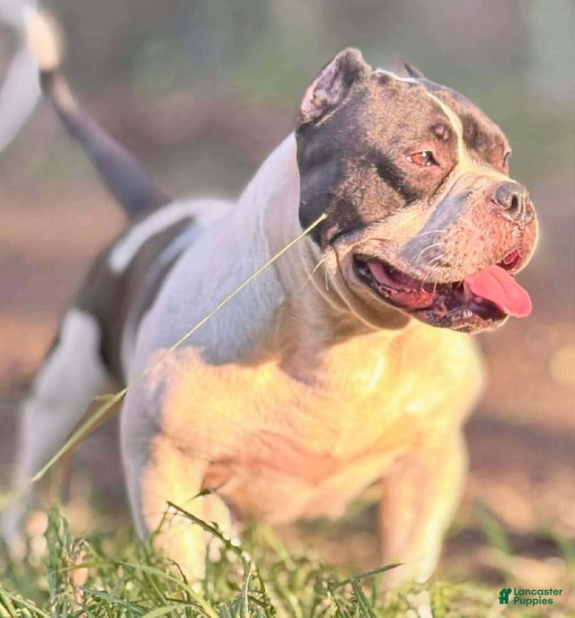 American Bully female for sale in Houston | Lancaster Puppies