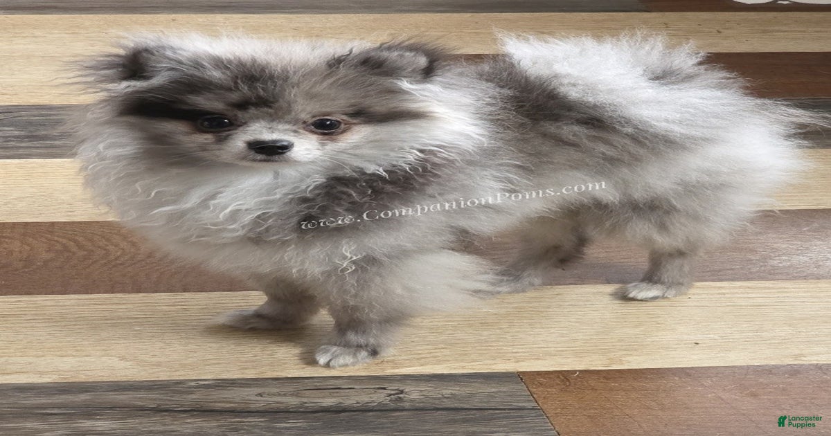 Tiki Blue Merle for sale in Whitwell | Lancaster Puppies