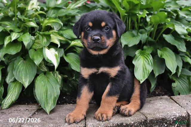 Sarge Rottweiler for sale in Sugarcreek | Lancaster Puppies