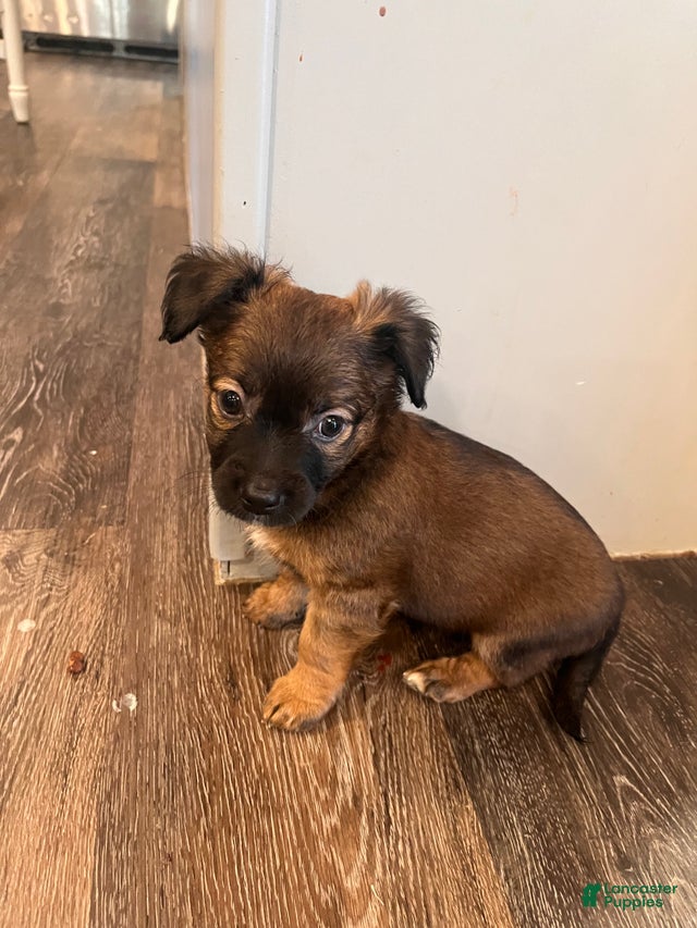Mixed Breed Puppy 1 for sale in Bluffton | Lancaster Puppies