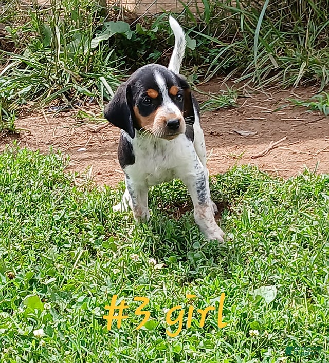 Daisy for sale in Boiling Springs | Lancaster Puppies