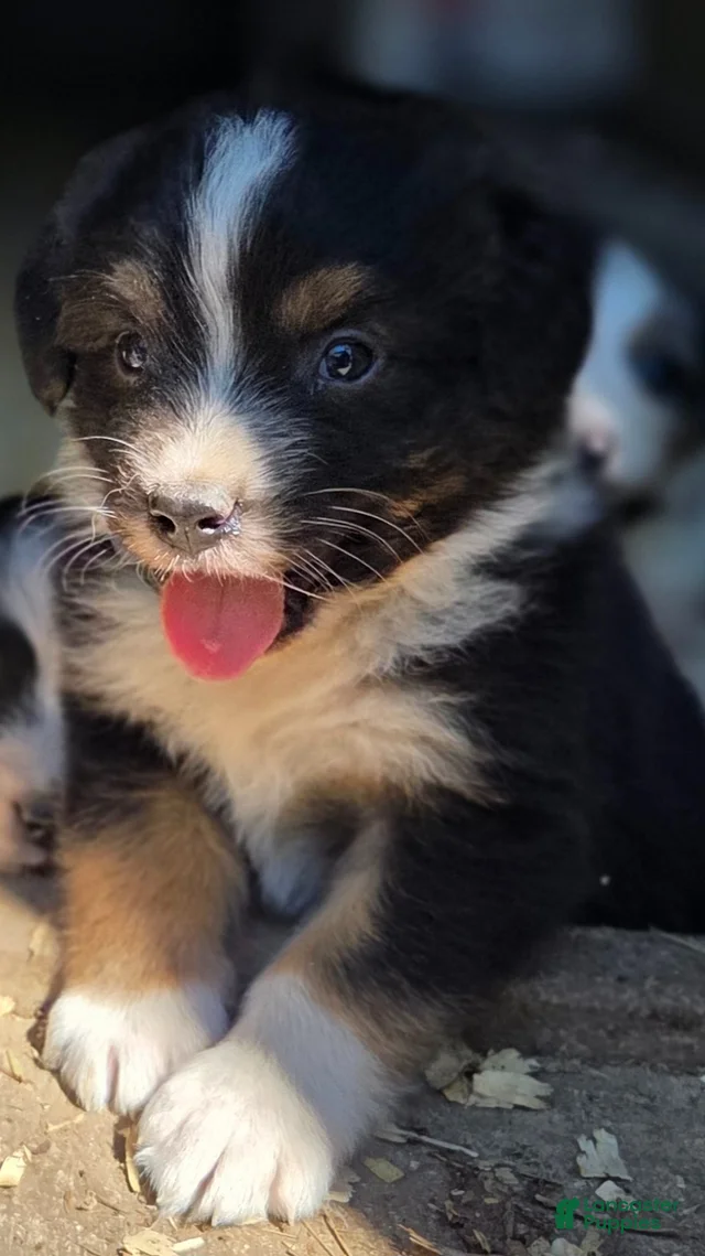 Australian Shepherd Puppy 1 Australian Shepherd for sale in Locust ...