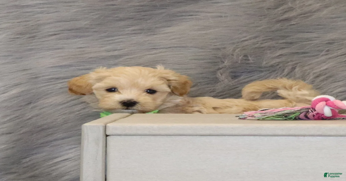 Havapoo Puppies for sale in Detroit, Michigan | Lancaster Puppies