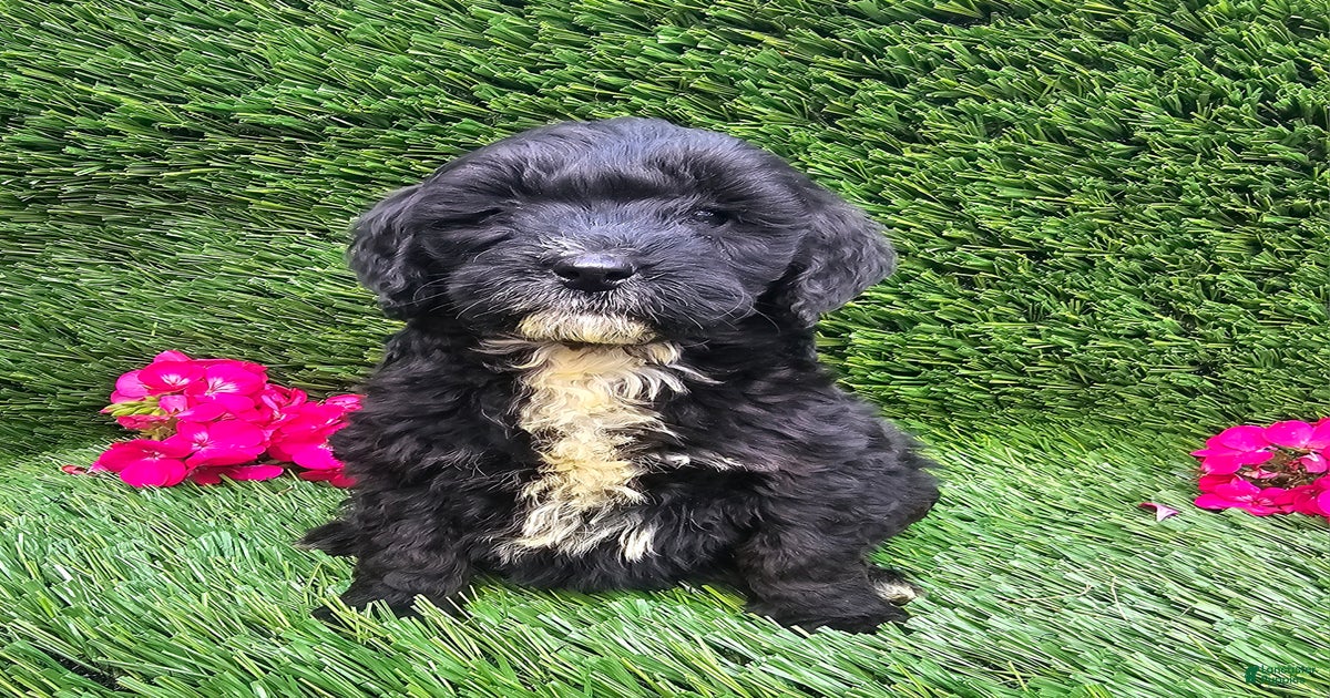 Ally for sale in Dundee | Lancaster Puppies