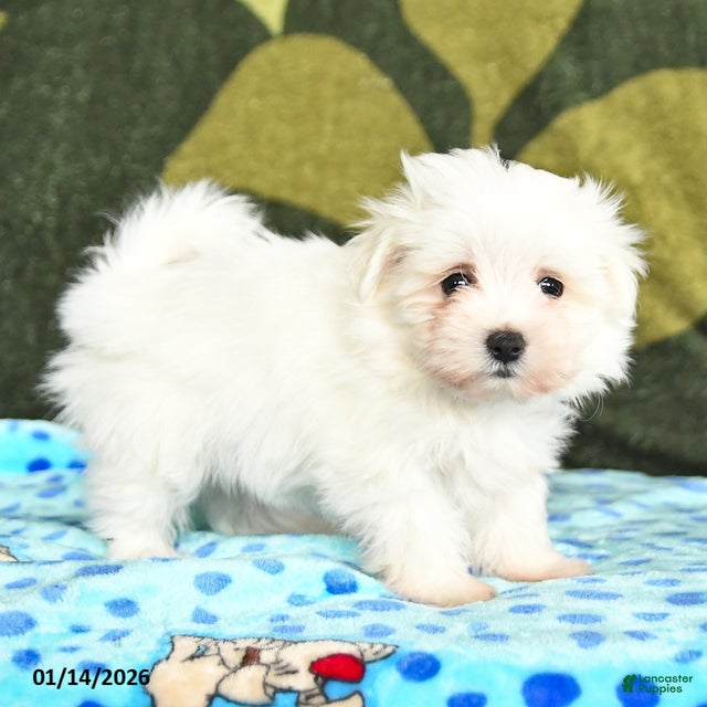 Indie for sale in Bird in Hand | Lancaster Puppies