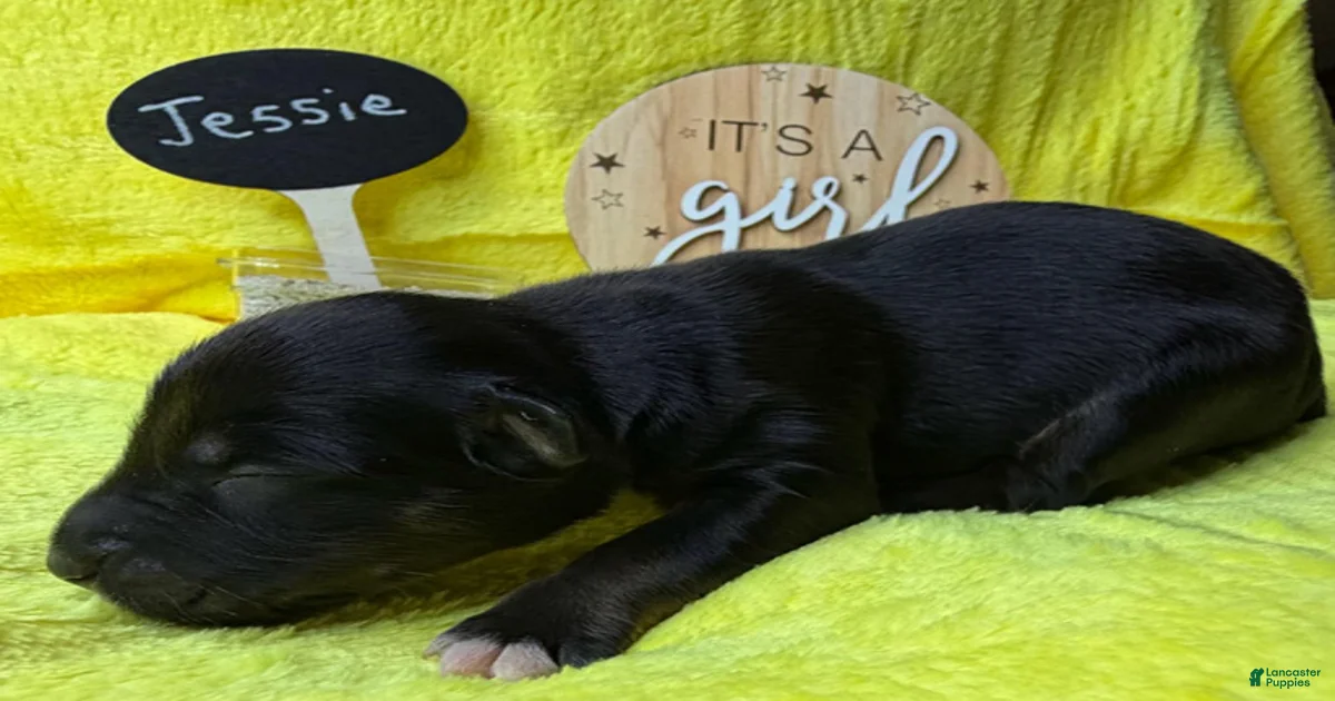 Jessie Australian Shepherd for sale in Shepherdsville | Lancaster Puppies