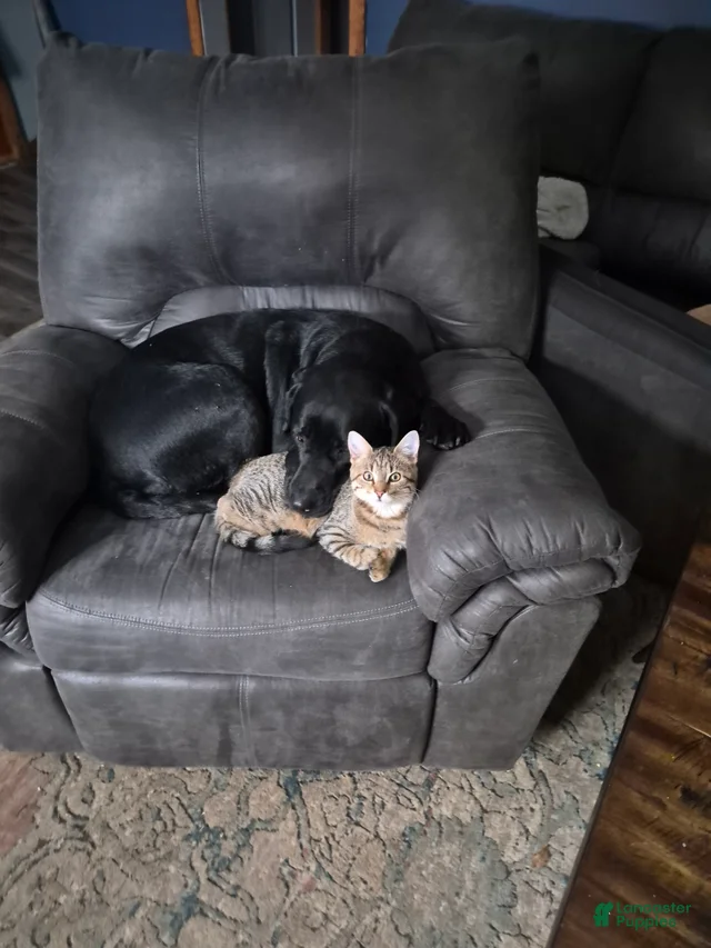 Puppy 3 Labrador Retriever for sale in Waldo | Lancaster Puppies