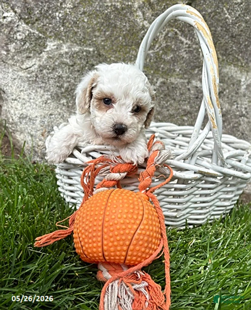 Arlo Havapoo for sale in Middlebury | Lancaster Puppies