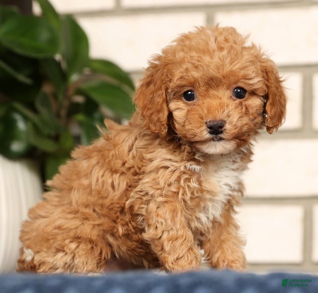 Elsie for sale in Millersburg | Lancaster Puppies