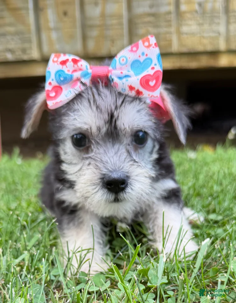 Daisy Yorkshire Terrier for sale in Asheville | Lancaster Puppies