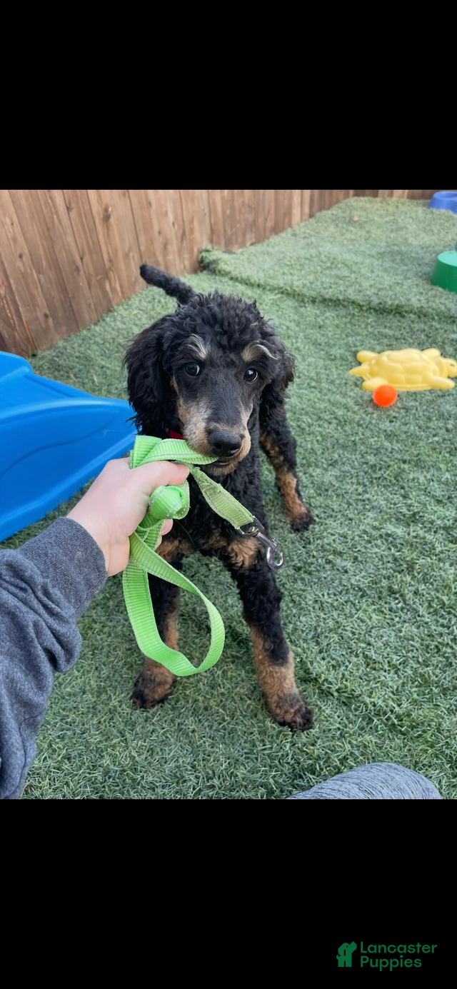 Akc Clear 🧬 Moyen Boy Cinch for sale in | Lancaster Puppies