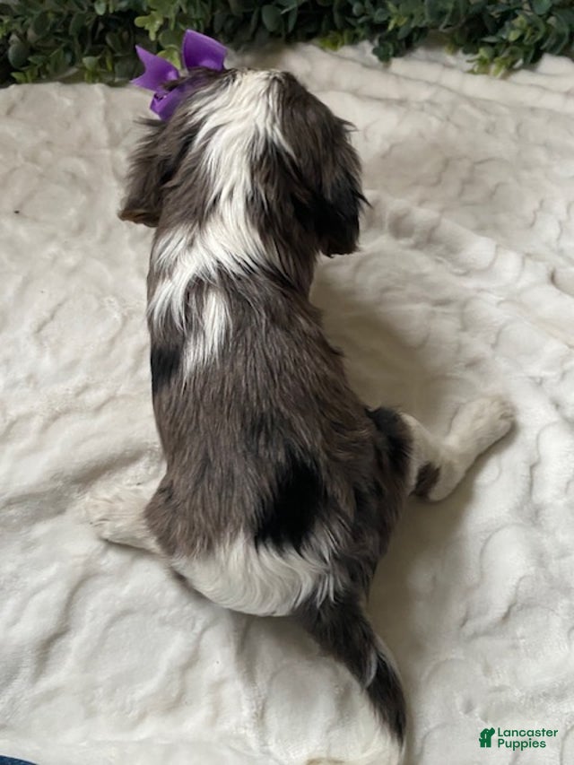 Greta- Blue Merle for sale in Quarryville | Lancaster Puppies