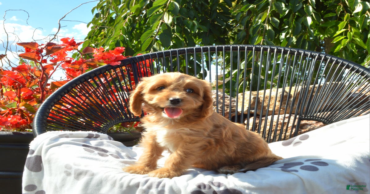 Lucky - Cavapoo litter 8 pups Daniel Glick Elizabethtown for sale in Gordonville | Lancaster Puppies