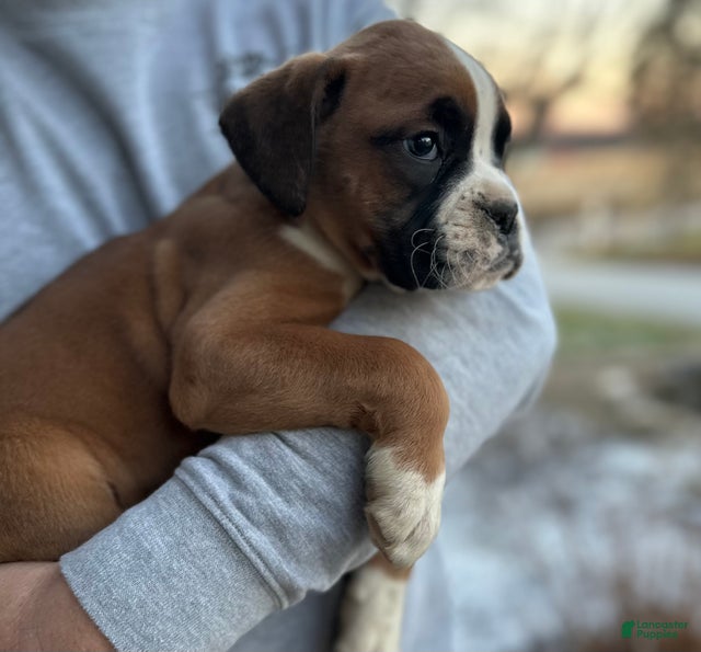 Bruiser for sale in Smithville | Lancaster Puppies