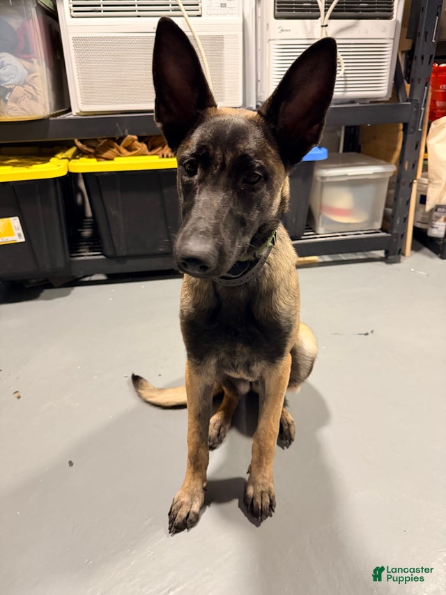 Luna for sale in Buffalo | Lancaster Puppies