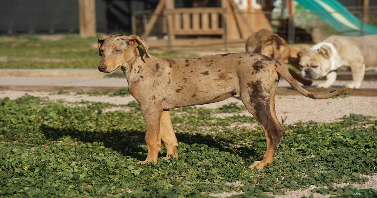 POL Lilac Fawn Merle F RT Mixed Breed for sale in Maricopa | Lancaster ...