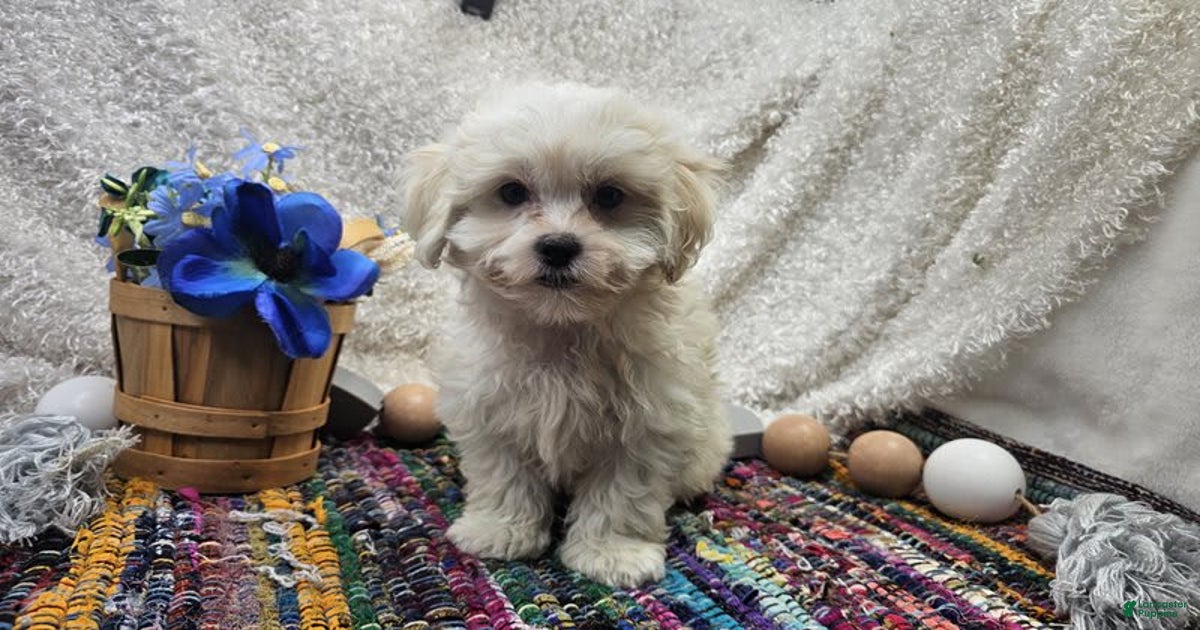 Jax for sale in Springfield | Lancaster Puppies