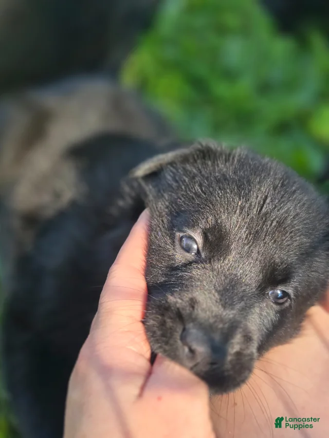 German Shepherd Puppy 5 German Shepherd for sale in Fort Wayne ...