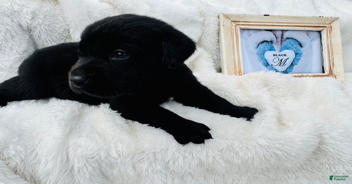 Labrador Retriever Black Collar for sale in Maysville | Lancaster Puppies