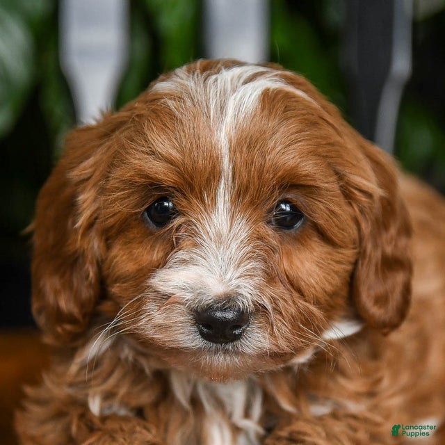 Zion for sale in Gap | Lancaster Puppies