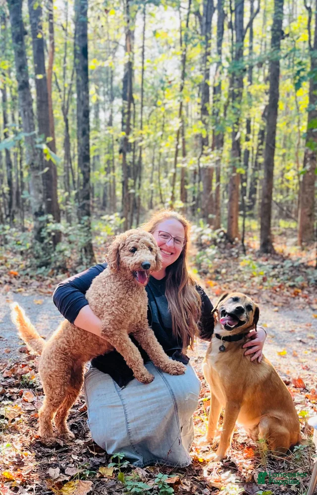 Mini Goldendoodle 3 Mini Goldendoodle for sale in Augusta | Lancaster ...