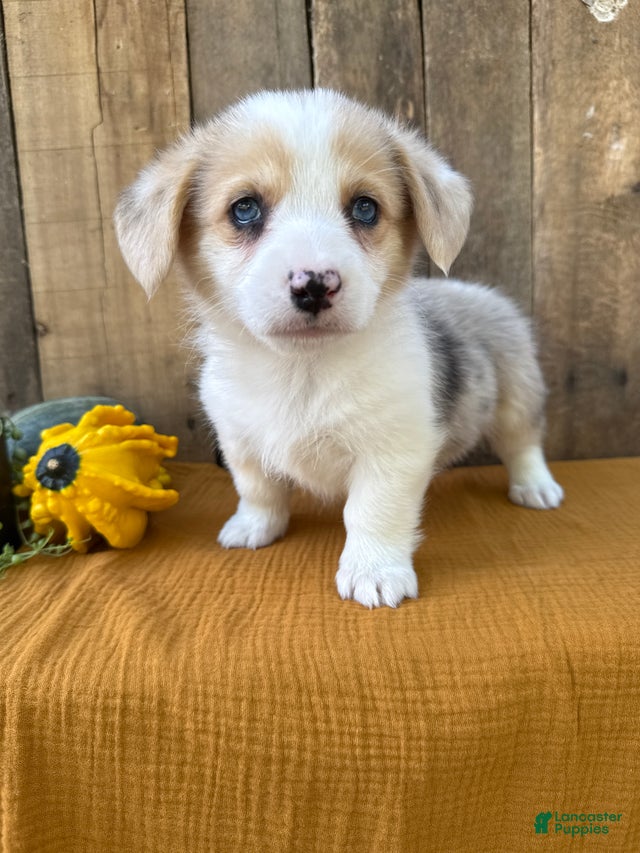 Daryl Miller | Lancaster Puppies