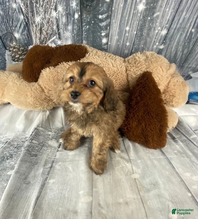 Tilly for sale in Baltic | Lancaster Puppies