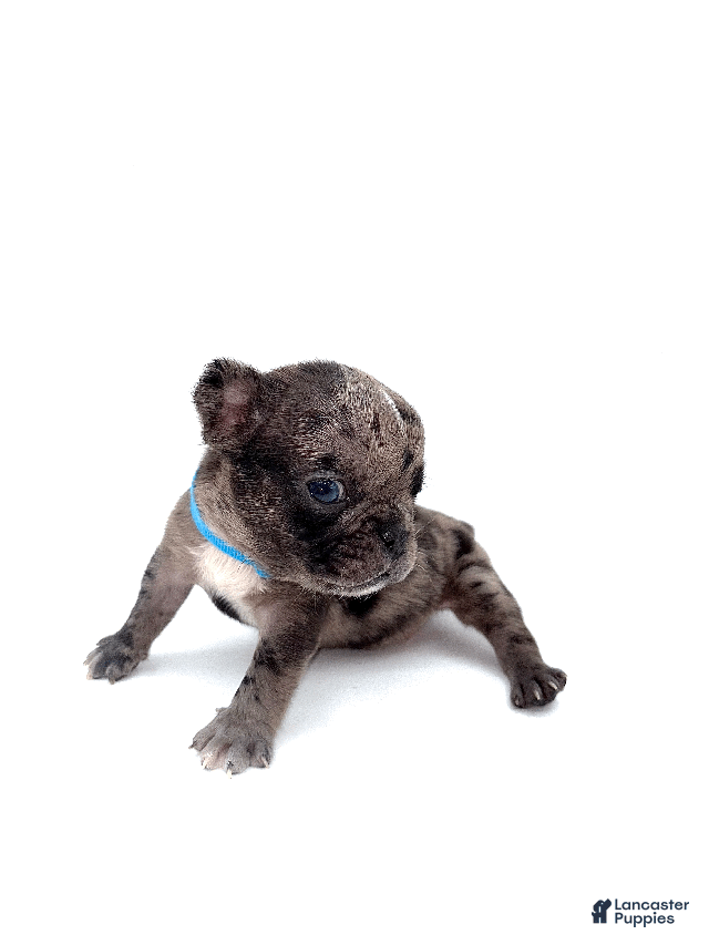 French Bulldog Puppy 5 for sale in Dickerson | Lancaster Puppies