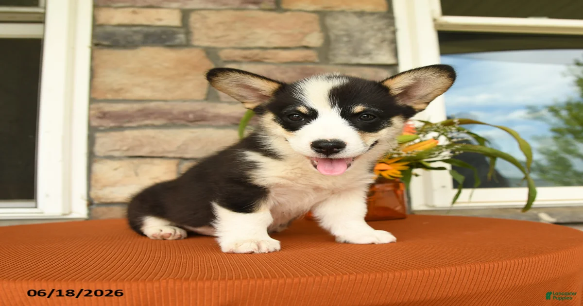 Daisy Welsh Corgi Pembroke for sale in Kutztown | Lancaster Puppies