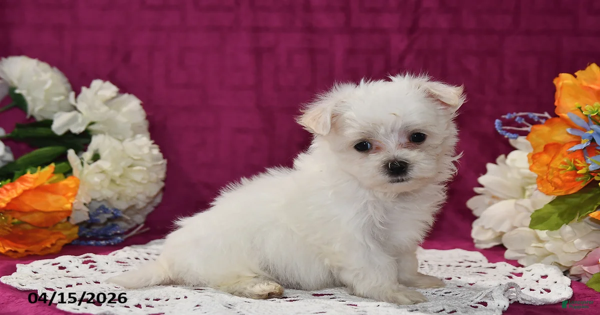 Maltese Puppies for sale under $500 | Lancaster Puppies