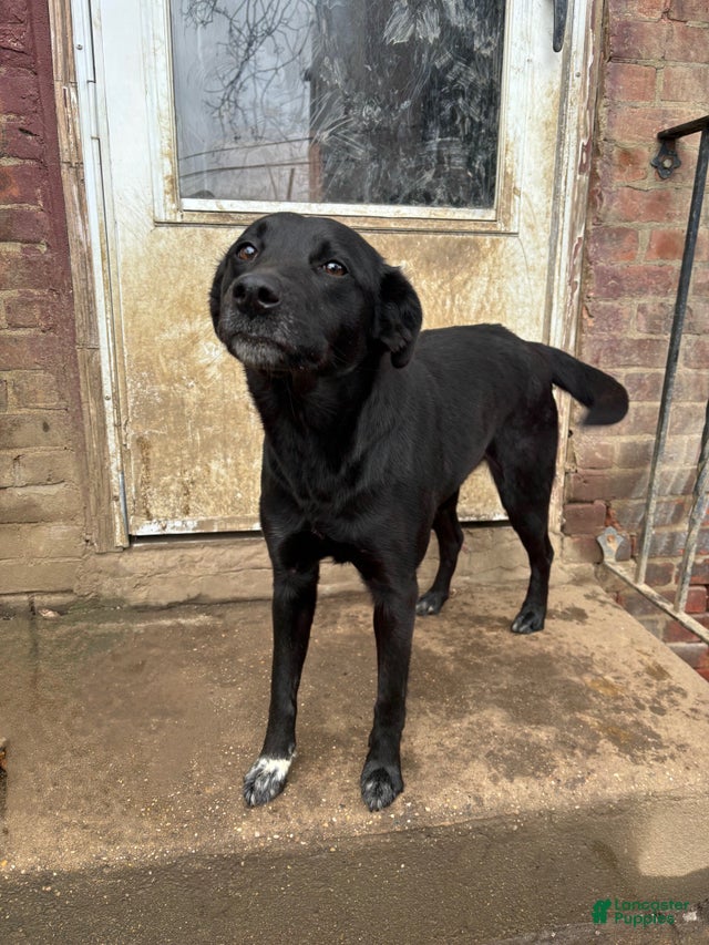 Mixed Breed Puppy 3 for sale in Philadelphia | Lancaster Puppies