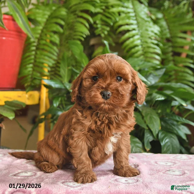 Fern for sale in Gordonville | Lancaster Puppies