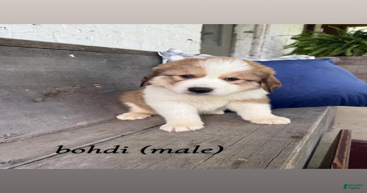 Mixed Breed Puppy 3 Mixed Breed for sale in Hillsboro | Lancaster Puppies