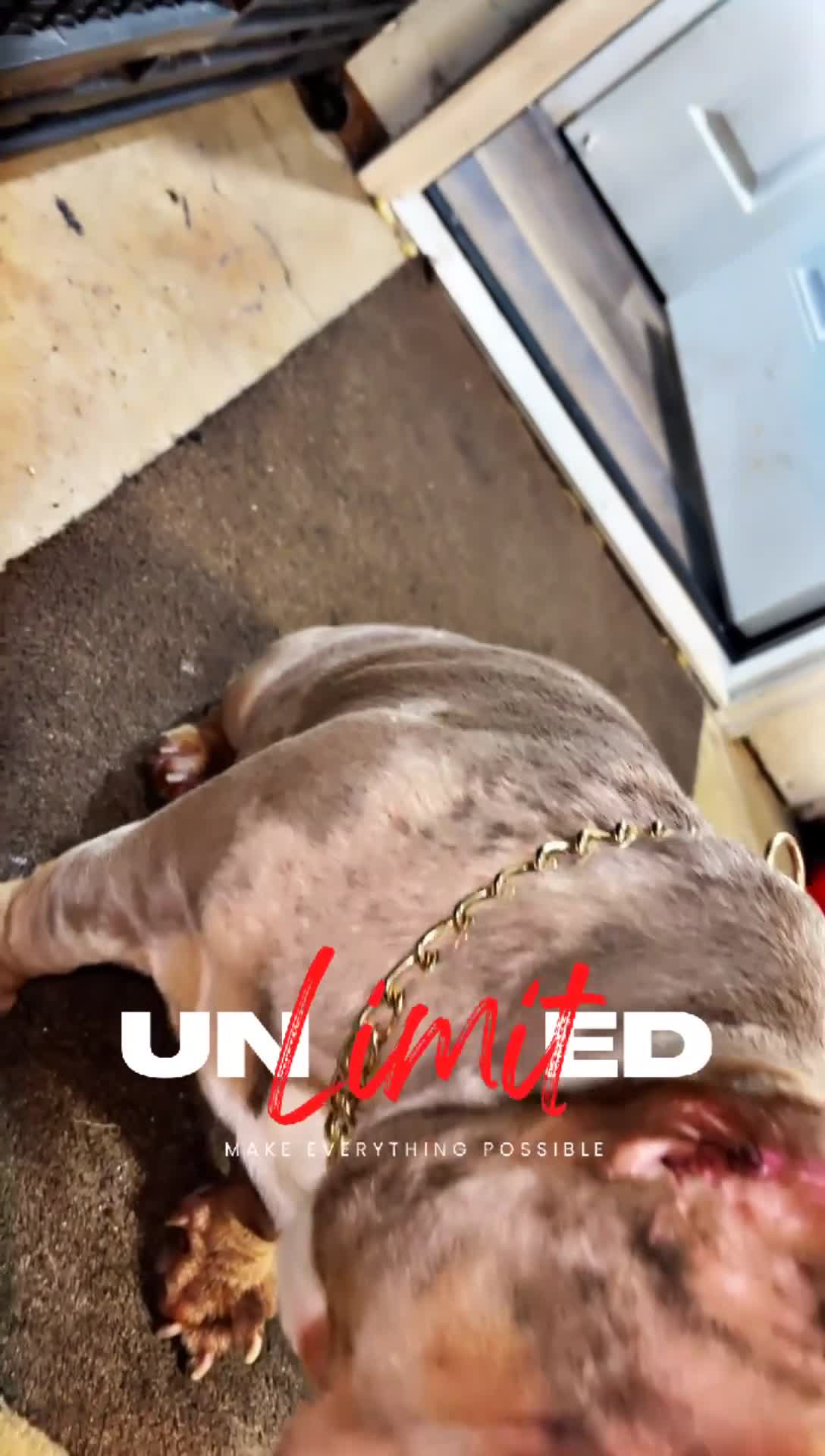 America bully American Bully for stud in Sauk Village | Lancaster Puppies