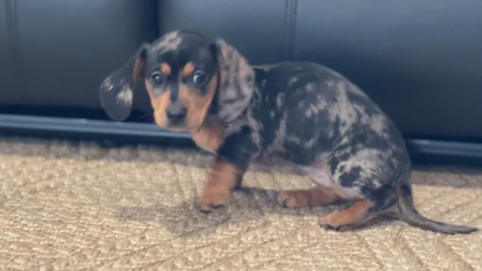 Clover Miniature Dachshund for sale in Sugarcreek | Lancaster Puppies