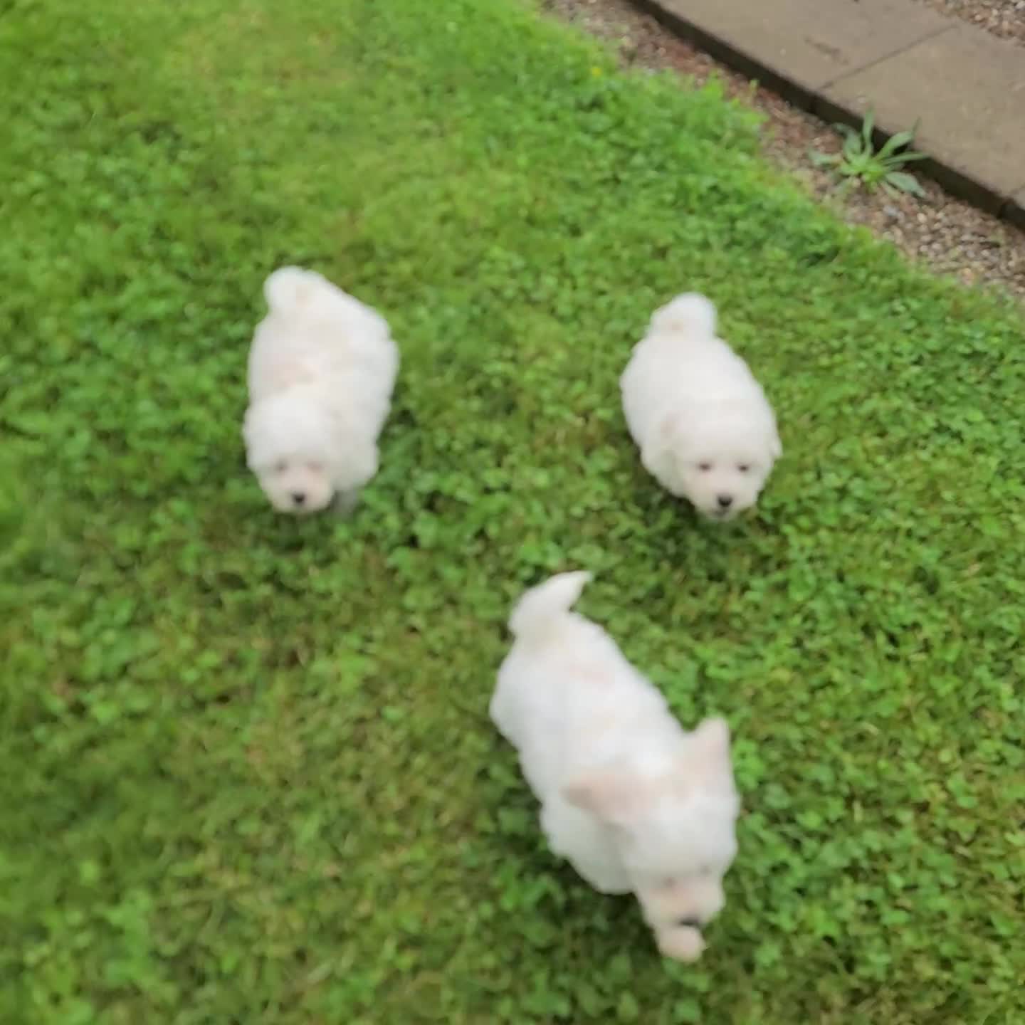 Brent Maltipoo for sale in Millersburg | Lancaster Puppies