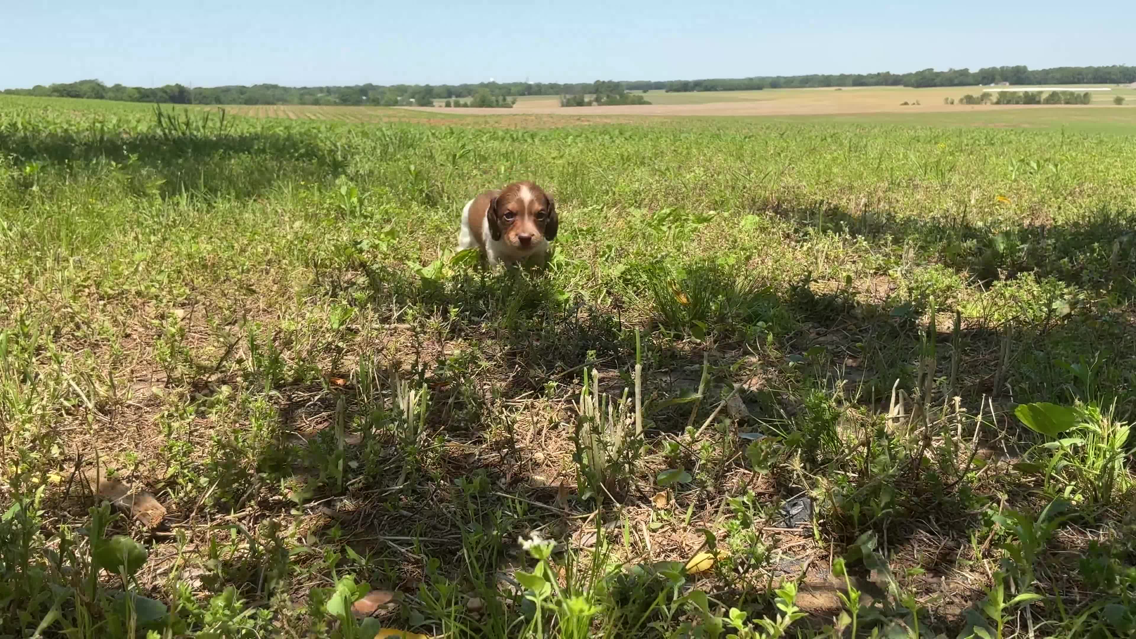 Hazel - AKC Chocolate & Tan Long-Hair Female Miniature Dachshund for ...