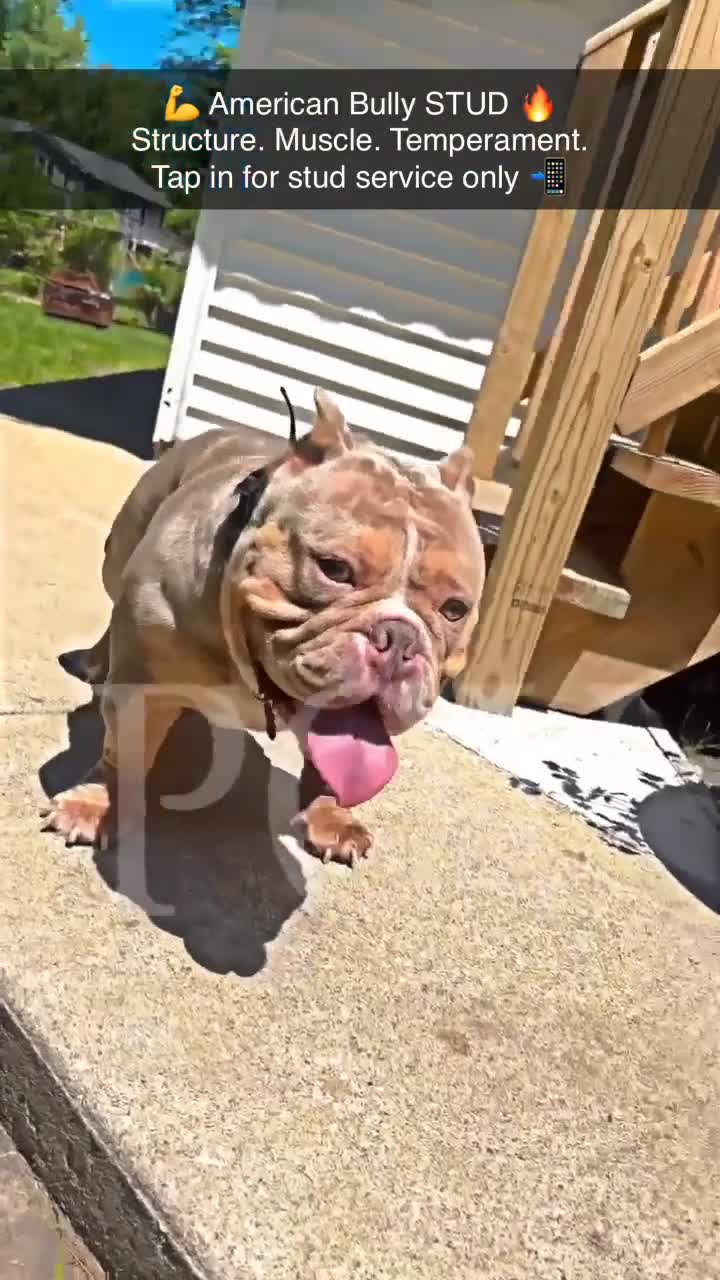 America bully American Bully for stud in Sauk Village | Lancaster Puppies