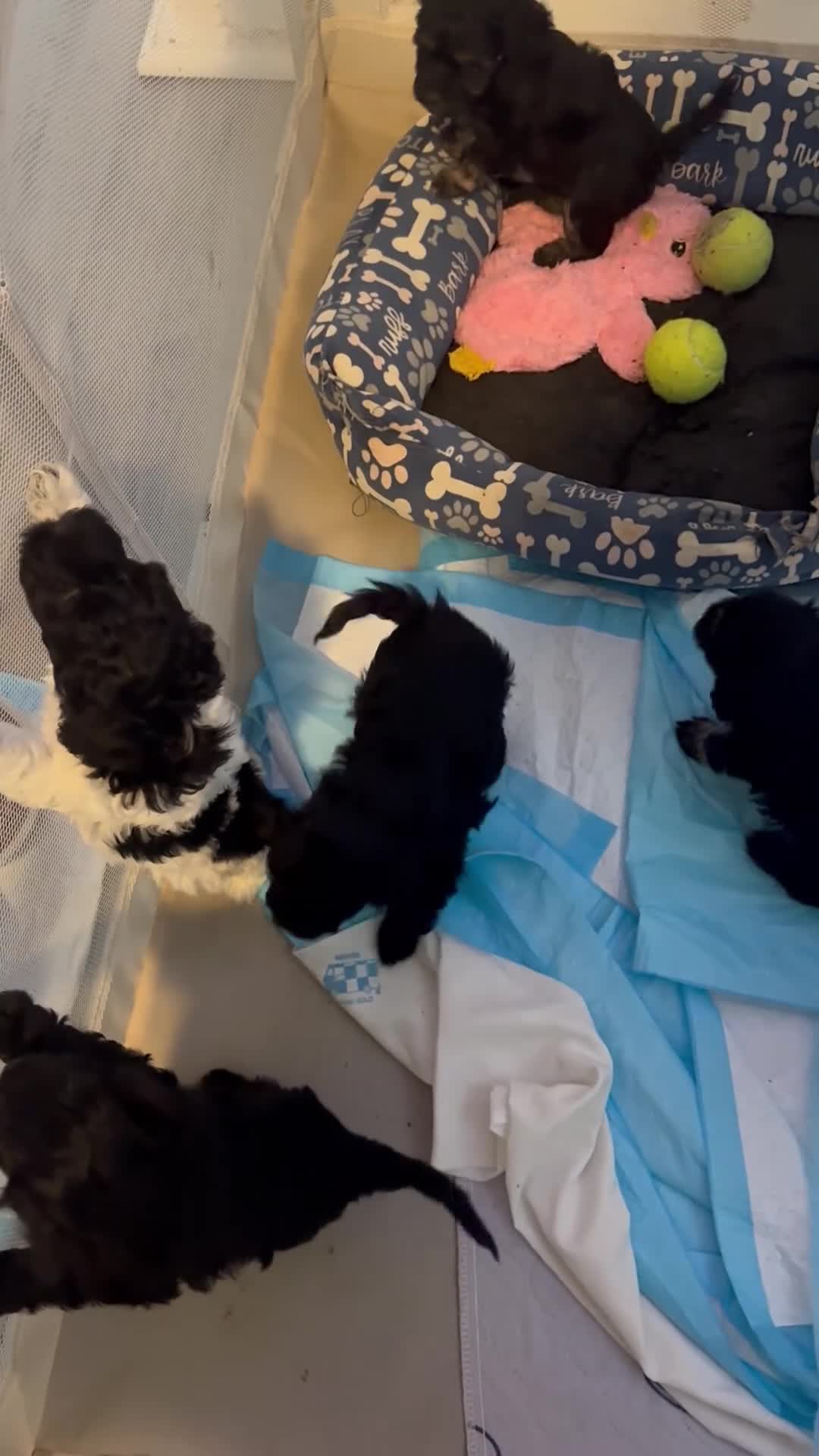 Cockapoo 2 of 5 available Cockapoo for sale in McKeesport | Lancaster ...