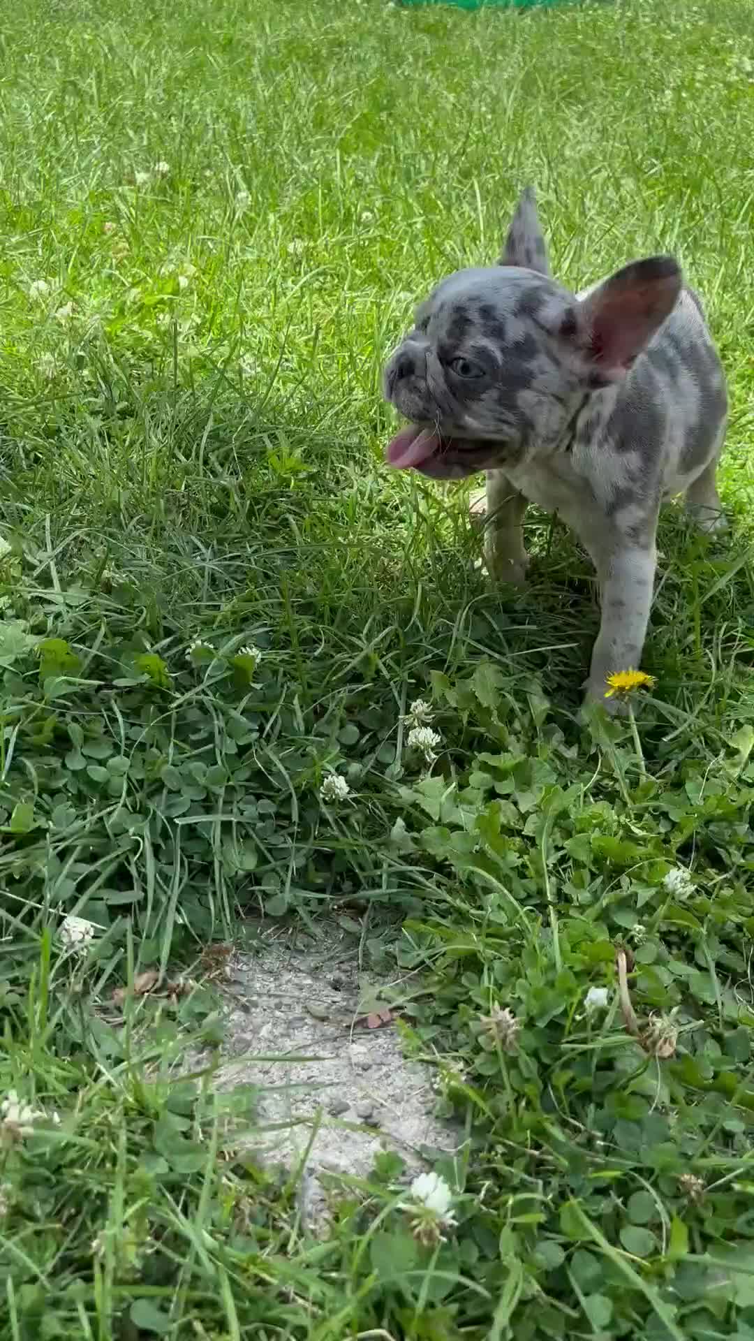 Arlo French Bulldog French Bulldog for sale in Washington Court House ...
