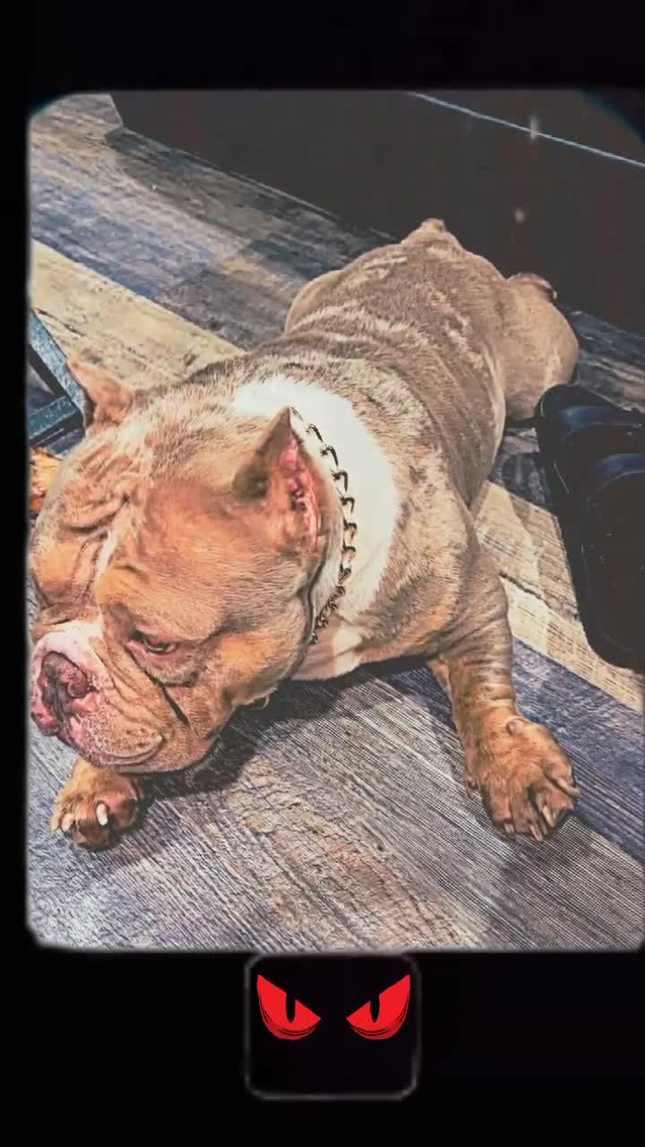 America bully American Bully for stud in Sauk Village | Lancaster Puppies