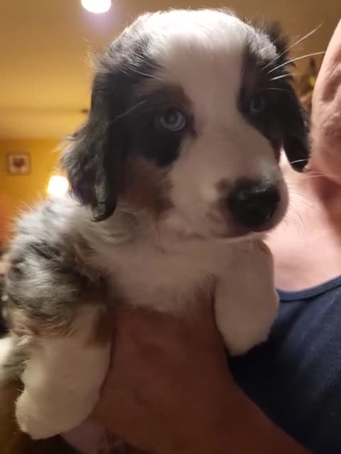 Miniature Australian Shepherd Puppy 1 Miniature Australian Shepherd for ...