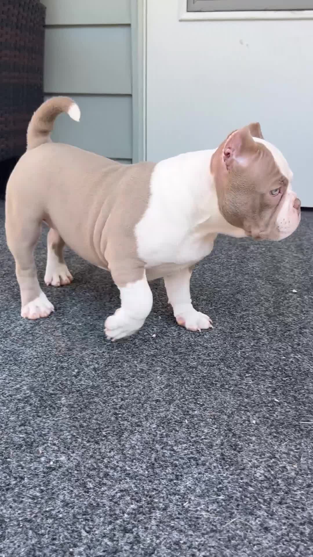 American Bully 1 American Bully for sale in Huntington | Lancaster Puppies