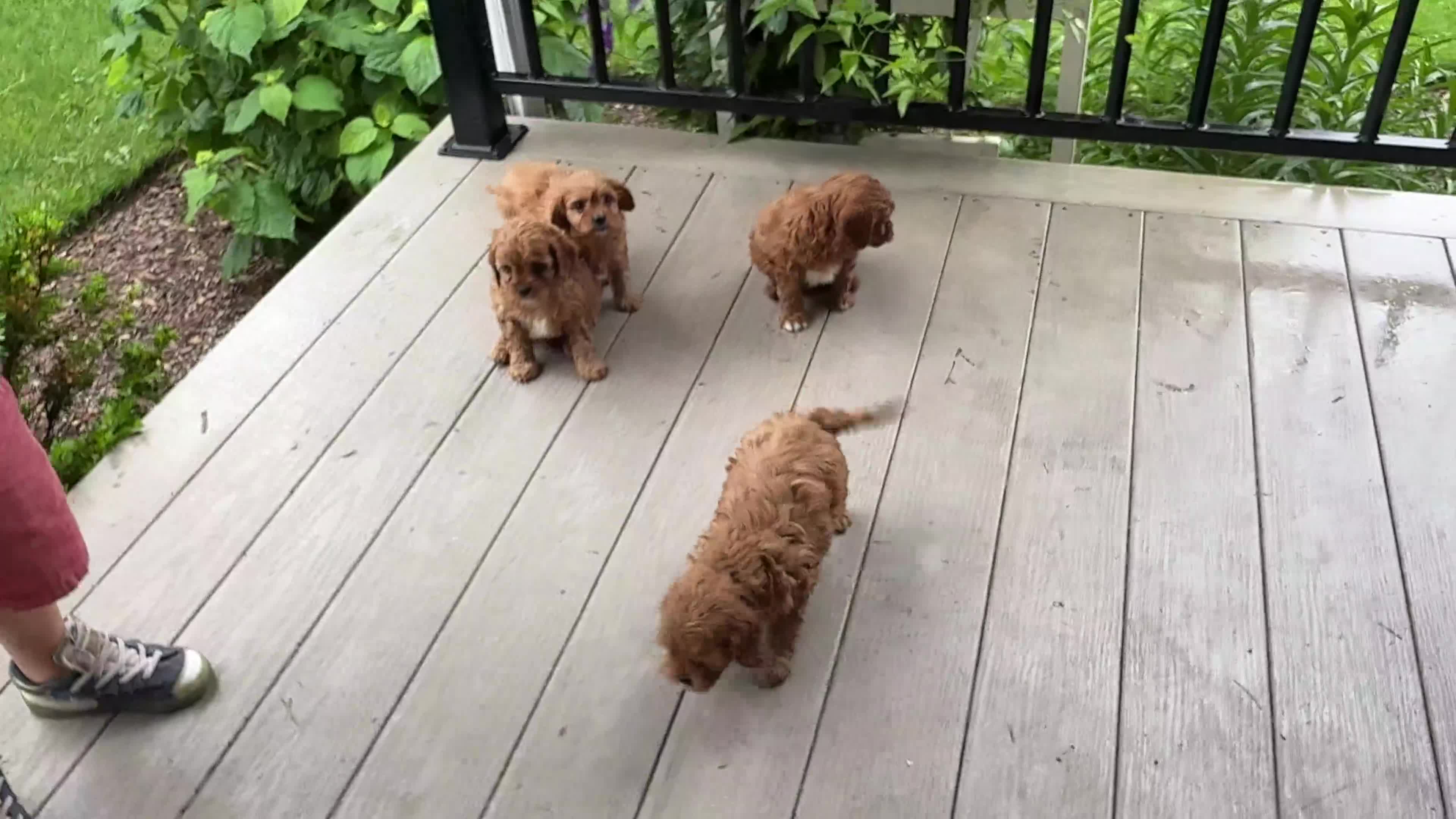 Judd Cavapoo for sale in Narvon | Lancaster Puppies
