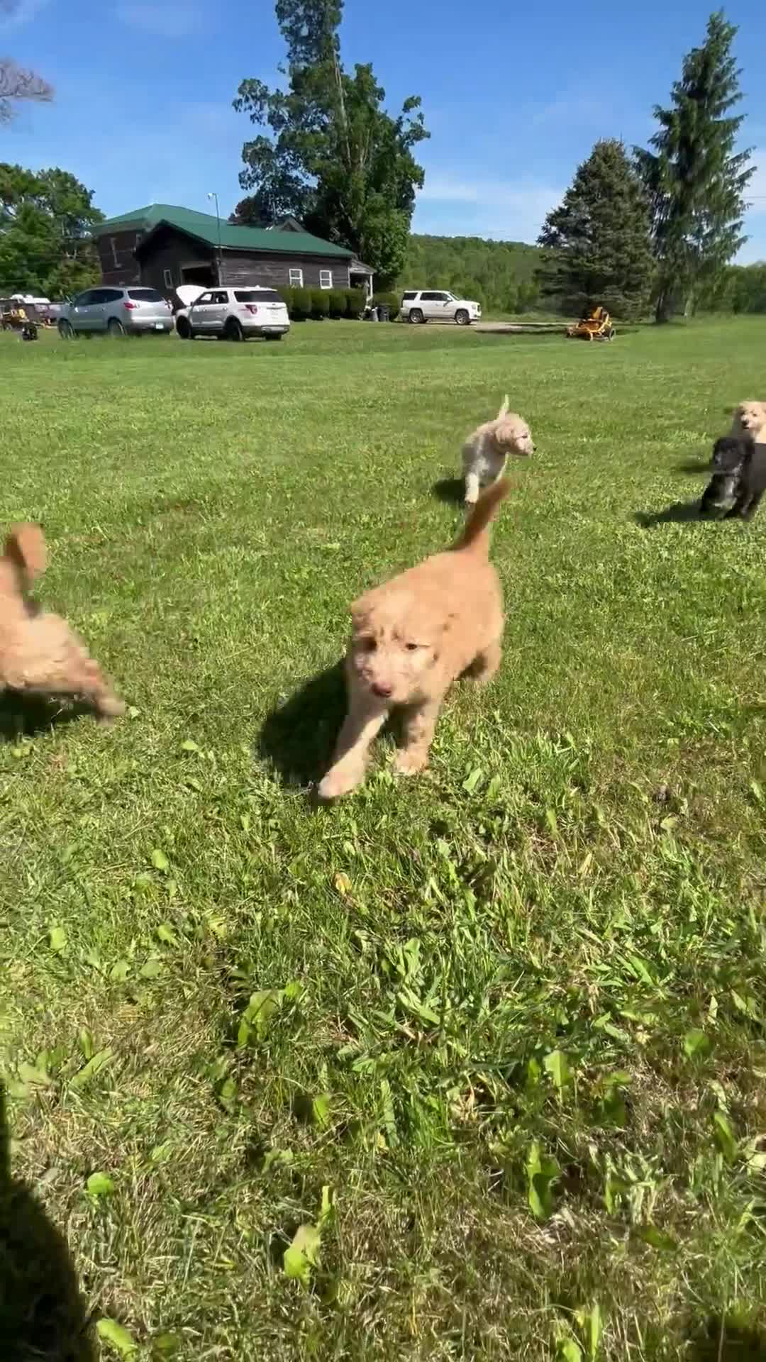 Teddi Goldendoodle for sale in Corry | Lancaster Puppies