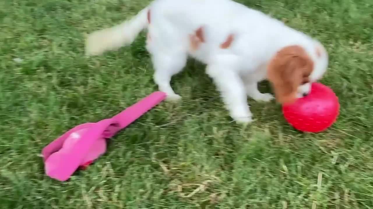 Hunter Cavalier King Charles Spaniel for sale in Millersburg ...