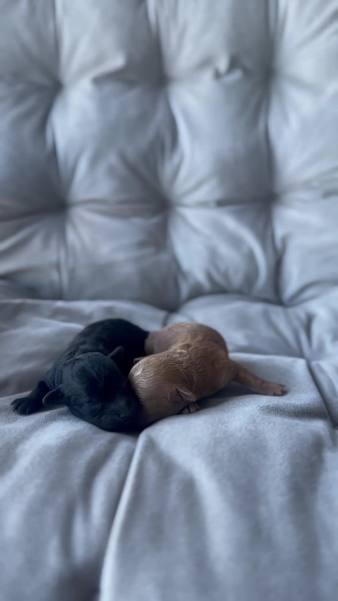 AKC Fleur Toy Poodle for sale in The Bronx | Lancaster Puppies